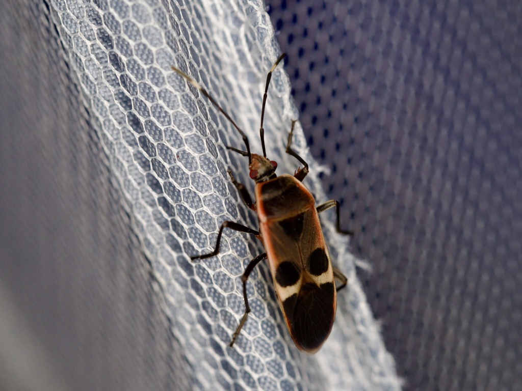 Physopelta gutta from 金剛院, 舞鶴市, 京都府, JP on October 5, 2024 at 08:56 PM ...
