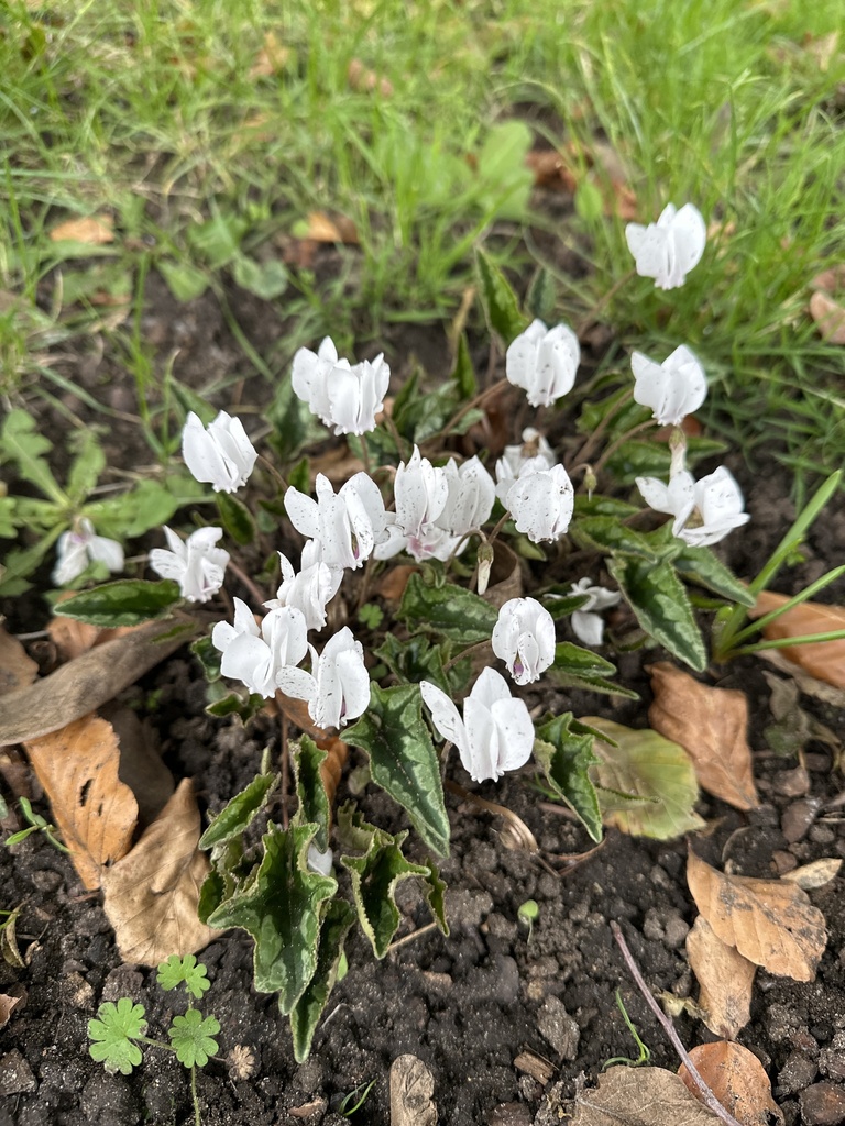 Ivy-leaved cyclamen from St Leonard's Road, Surbiton, England, GB on ...