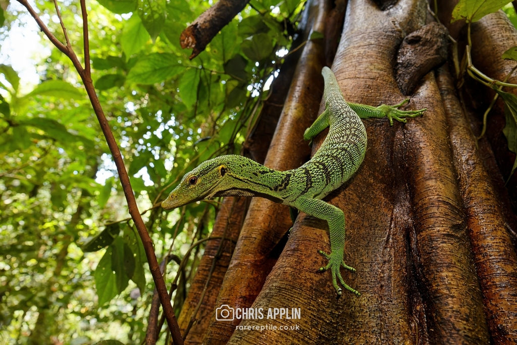 Emerald Tree Monitor in September 2024 by rare-reptiles · iNaturalist