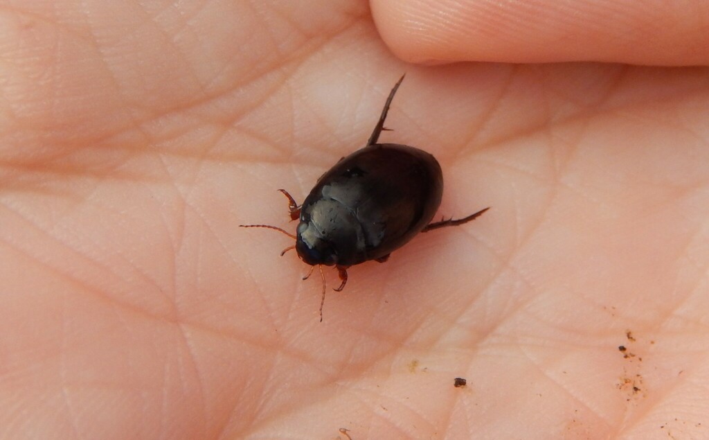 Agabus in September 2024 by anax-2 · iNaturalist