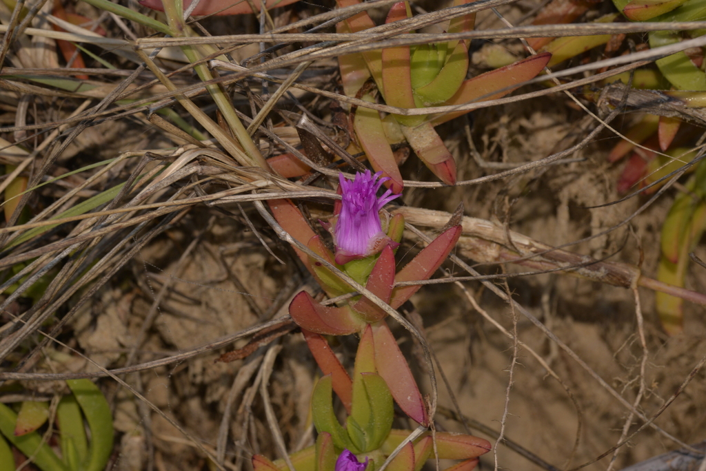 Angular Sea-fig from Bundagen NSW 2454, Australia on September 23, 2024 ...