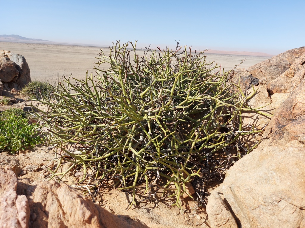 Springbuck Milkbush from Karas Region, Namibia on September 20, 2024 at ...