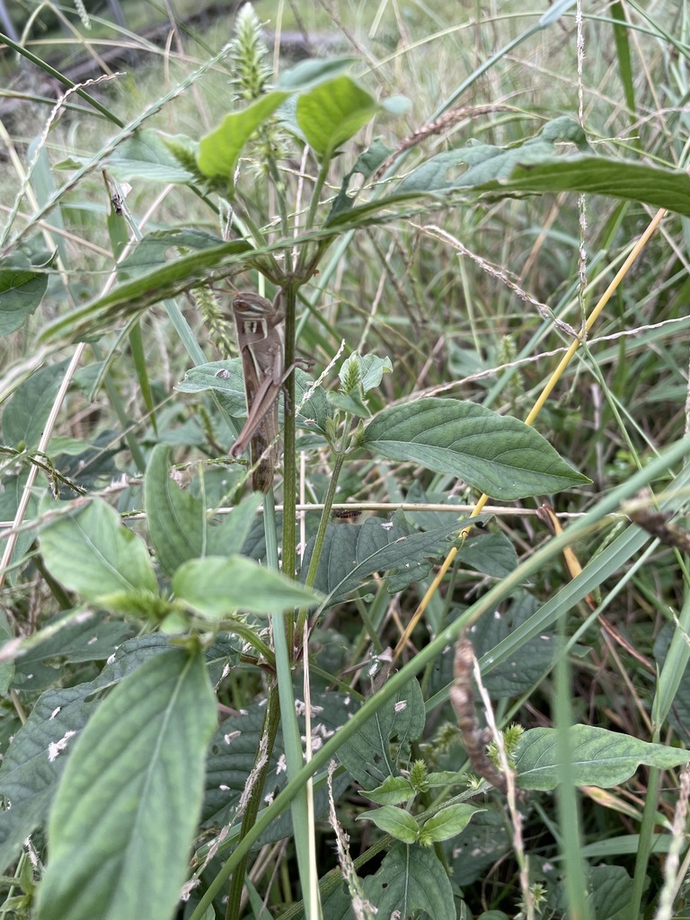 Patanga japonica from 日本、〒207-0004 東京都東大和市清水 on October 6, 2024 at 02: ...