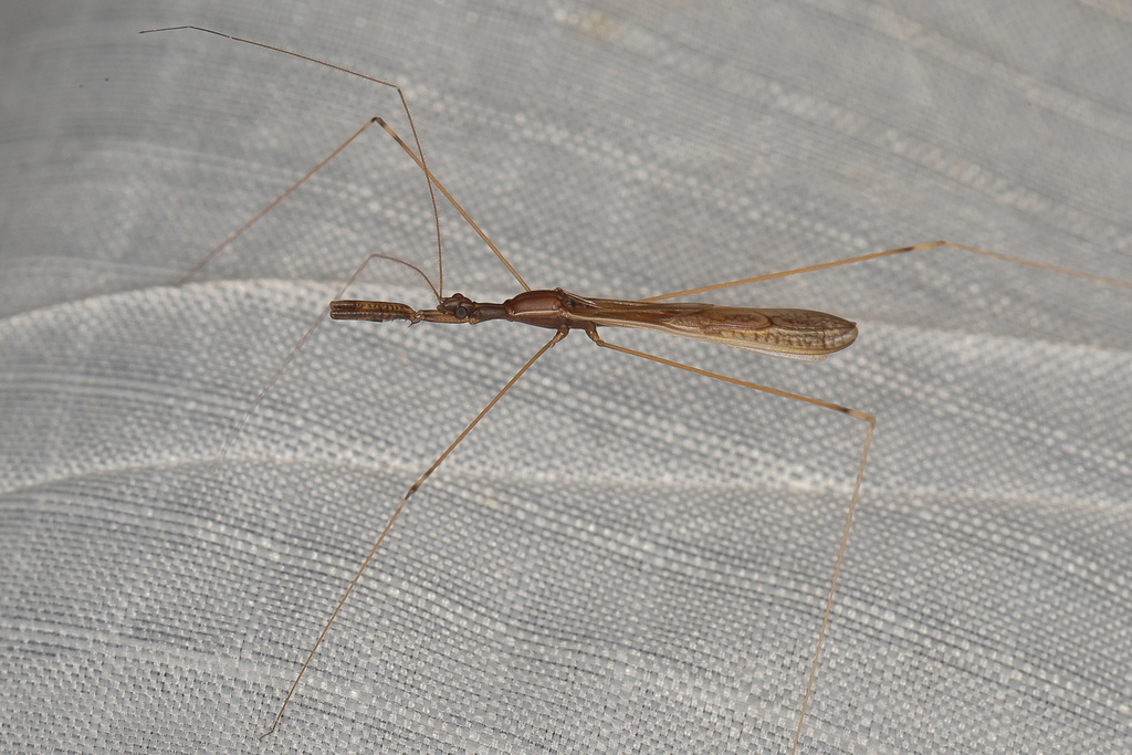 Thread-legged Bugs from Outeniquasbosch Wildlife Village 3 on October 5 ...