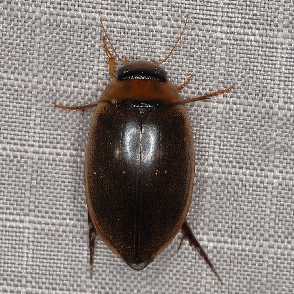 Prodaticus from Outeniquasbosch Wildlife Village 3 on October 5, 2024 ...