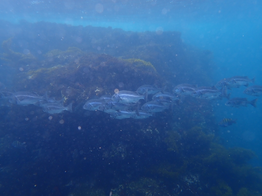 Peruvian Grunt (Anisotremus scapularis) - Marine Life Identification
