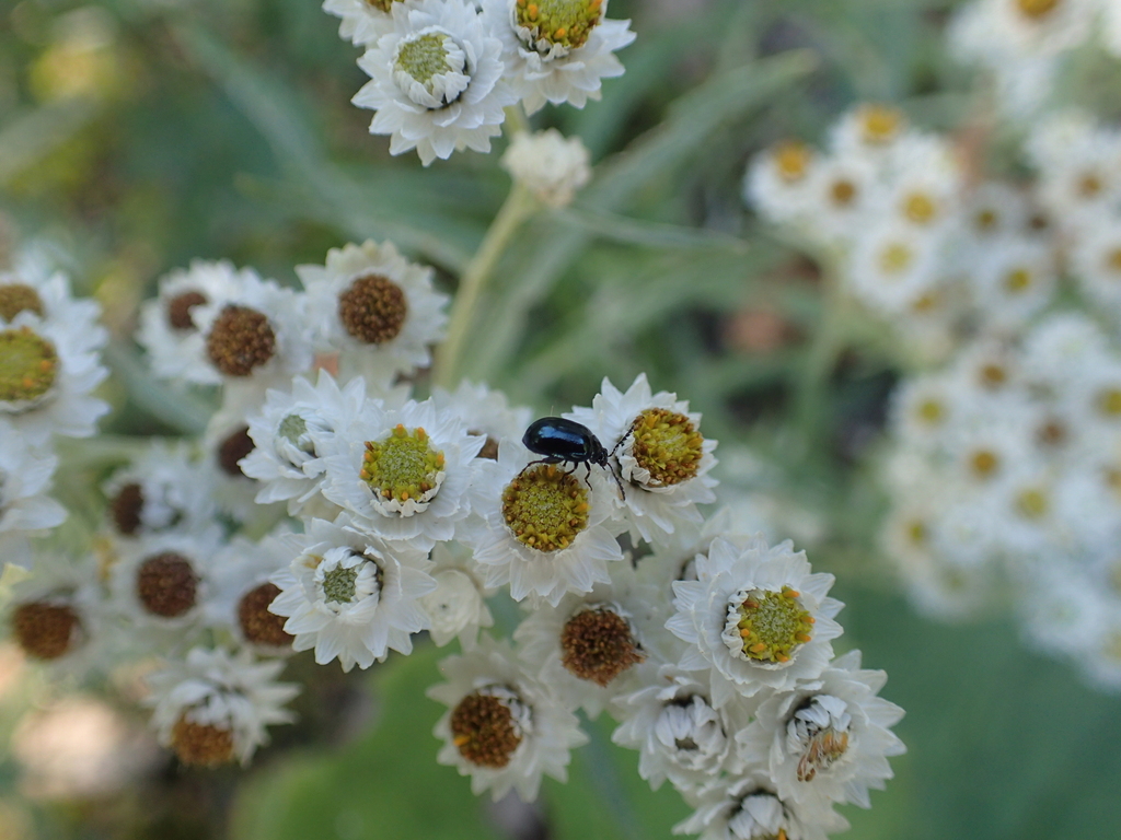 Nonarthra cyanea in September 2024 by hakkahamushi · iNaturalist