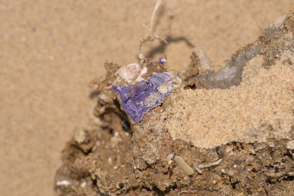Austrobalanus imperator from Bundagen NSW 2454, Australia on September ...