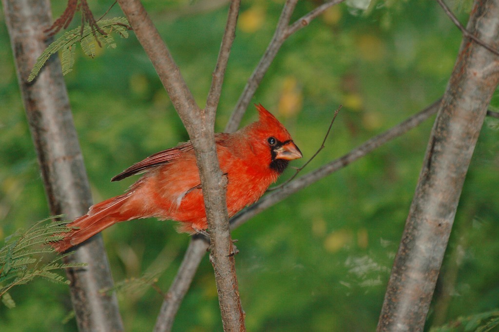 Cardenal rojo de las Islas Marías (GUIA DE AVES MEXICO) · iNaturalist