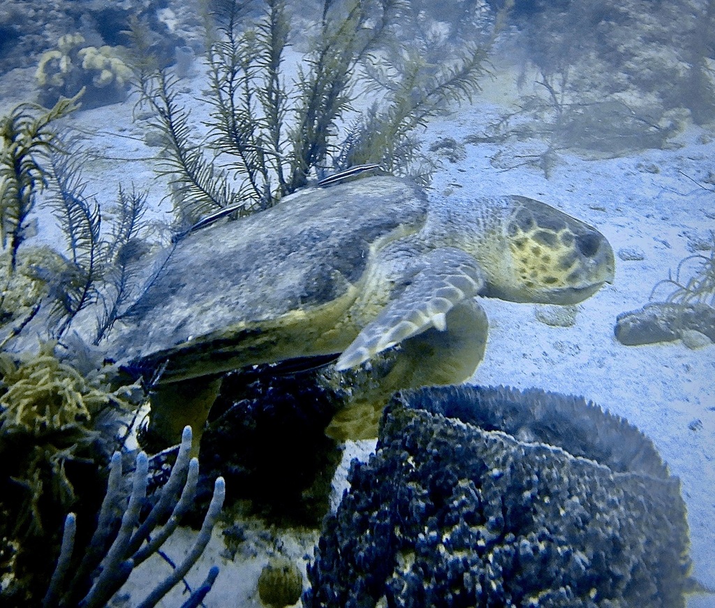 Loggerhead Sea Turtle from Belize, BZ on September 29, 2024 by Dwight ...