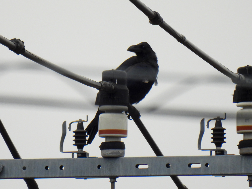 Large-billed Crow from Osawa, Mitaka, Tokyo 181-0015, Japan on October ...