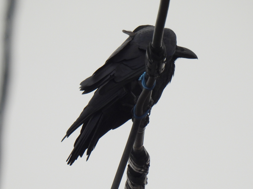 Large-billed Crow from Osawa, Mitaka, Tokyo 181-0015, Japan on October ...