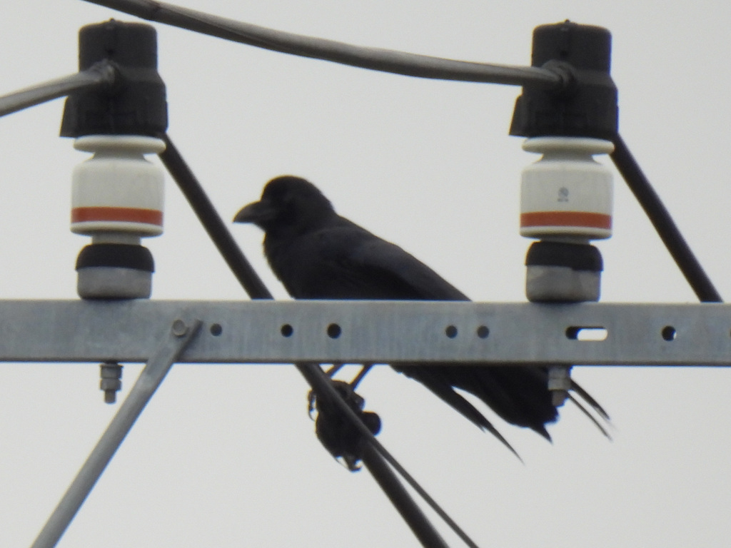 Large-billed Crow from Osawa, Mitaka, Tokyo 181-0015, Japan on October ...