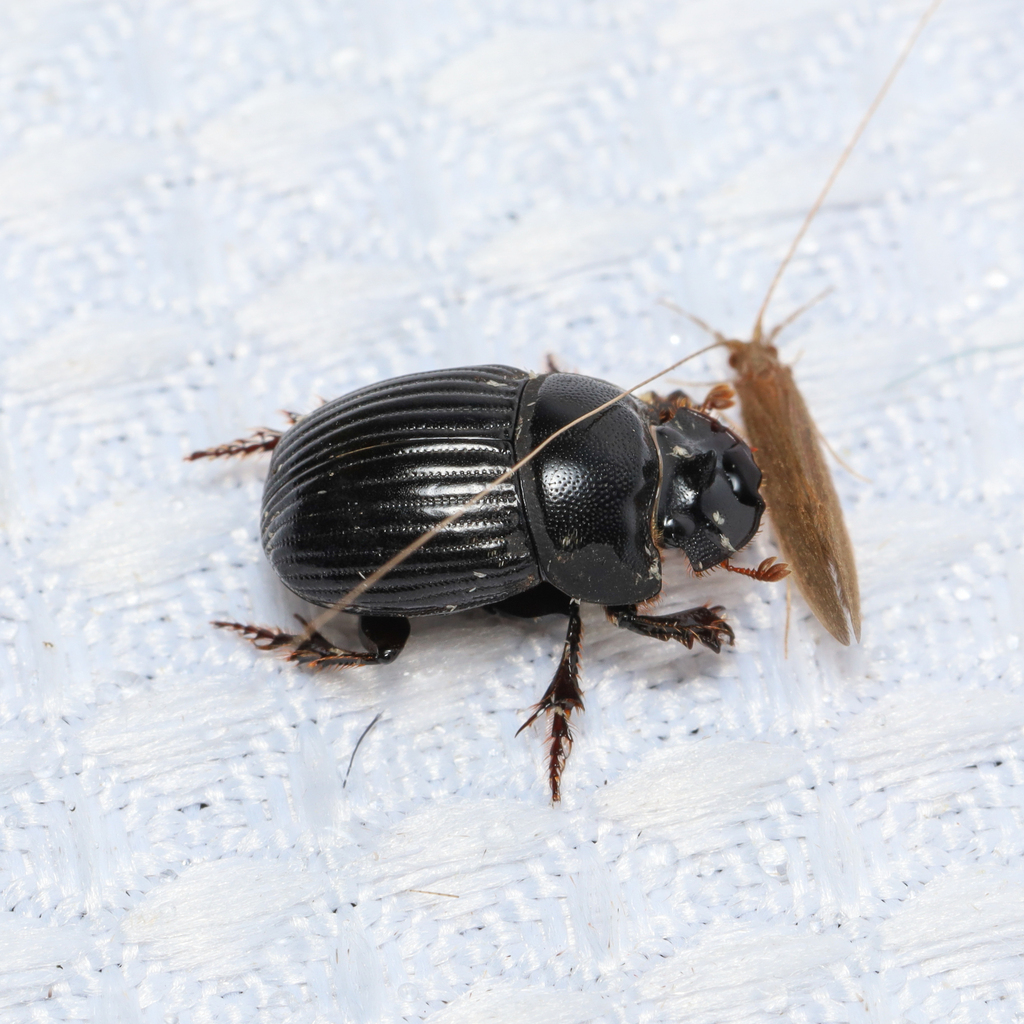 Small Black Dung Beetle in October 2024 by Adrienne van den Beemt. UV ...