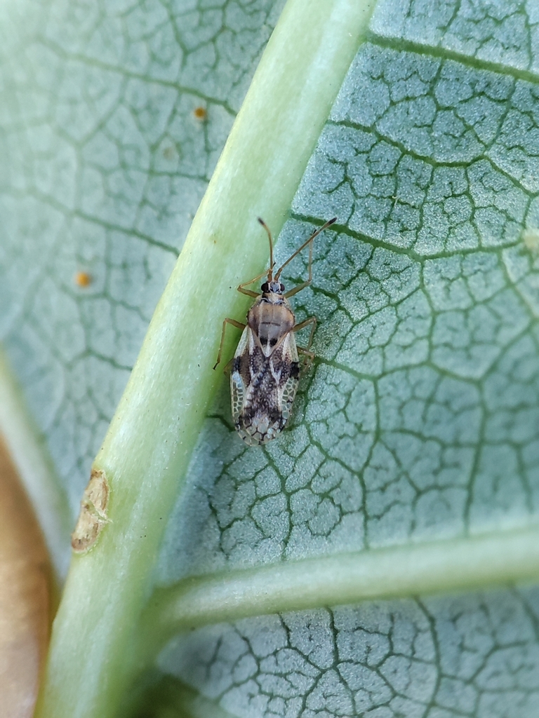 Metasalis populi from Beijing, Beijing, CN on October 2, 2024 at 12:39 ...