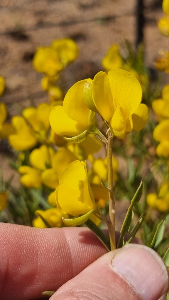 Silver Frilly Pea from City of Tshwane Metropolitan Municipality, South ...