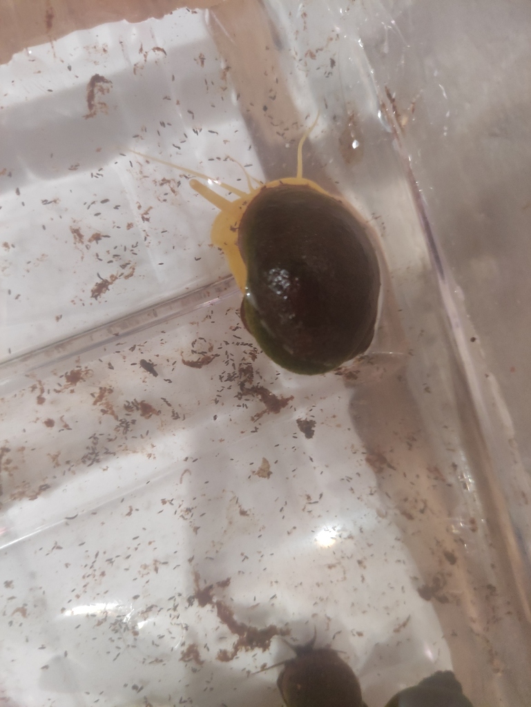 Flat Periwinkle from Vientiane, Laos on October 6, 2024 at 06:44 PM by ...