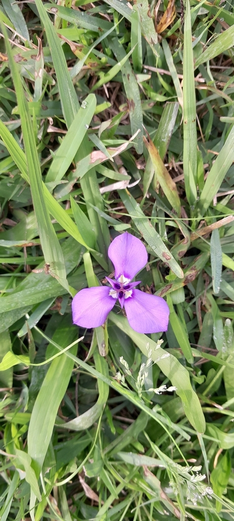 Prairie Nymph from Farroupilha, Porto Alegre - RS, Brasil on October 6 ...