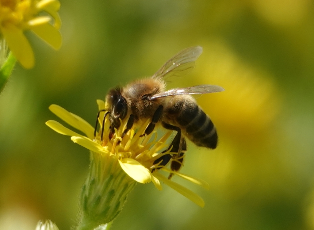 Western Honey Bee from Port de Pollença, Balearic Islands, Spain on ...