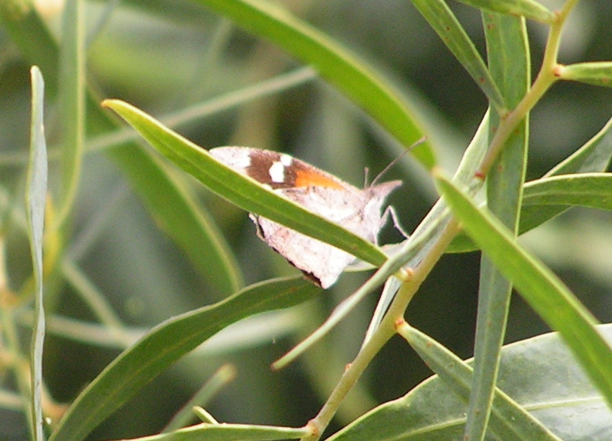 American Snout from Ahwatukee Foothills, Phoenix, AZ, USA on November ...