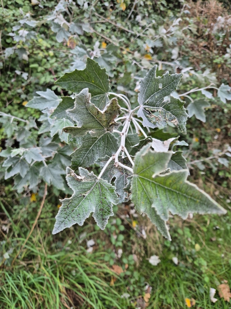 white poplar from Portsmouth, England, GB on October 6, 2024 at 01:24 ...