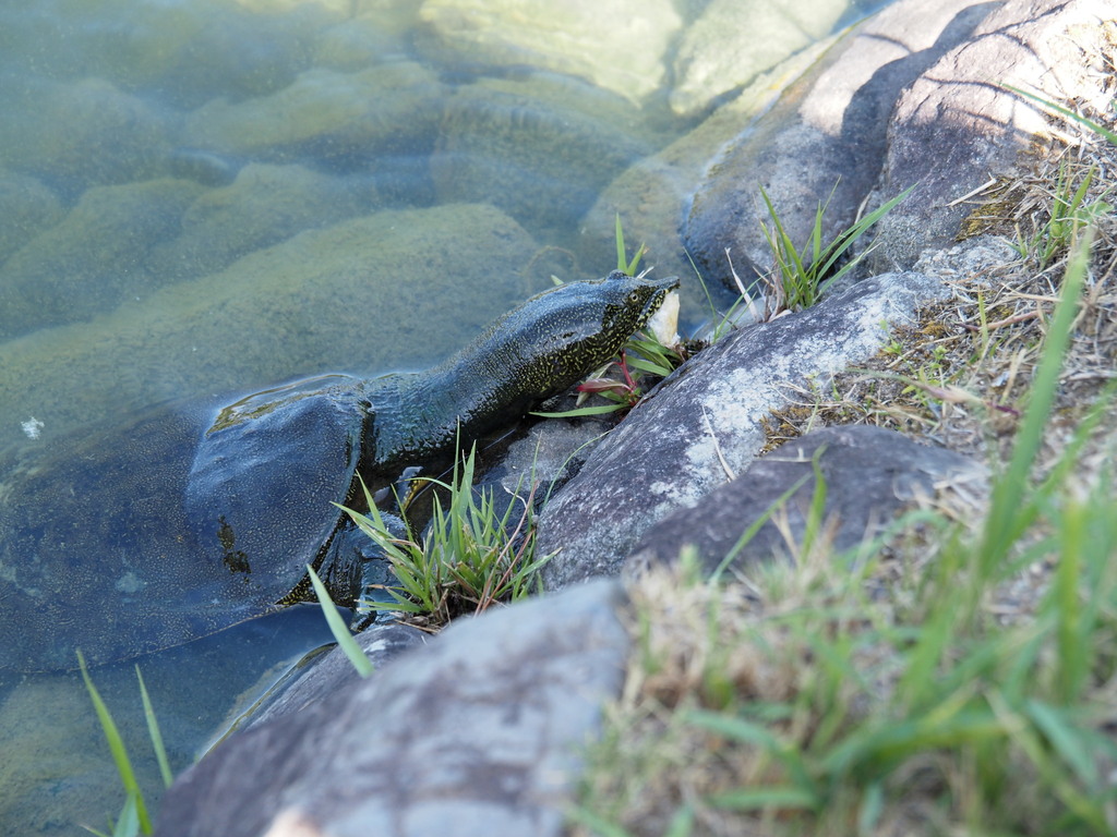 Amur Softshell Turtle from 日本、〒760-0073 香川県高松市栗林町 on August 9, 2023 at ...