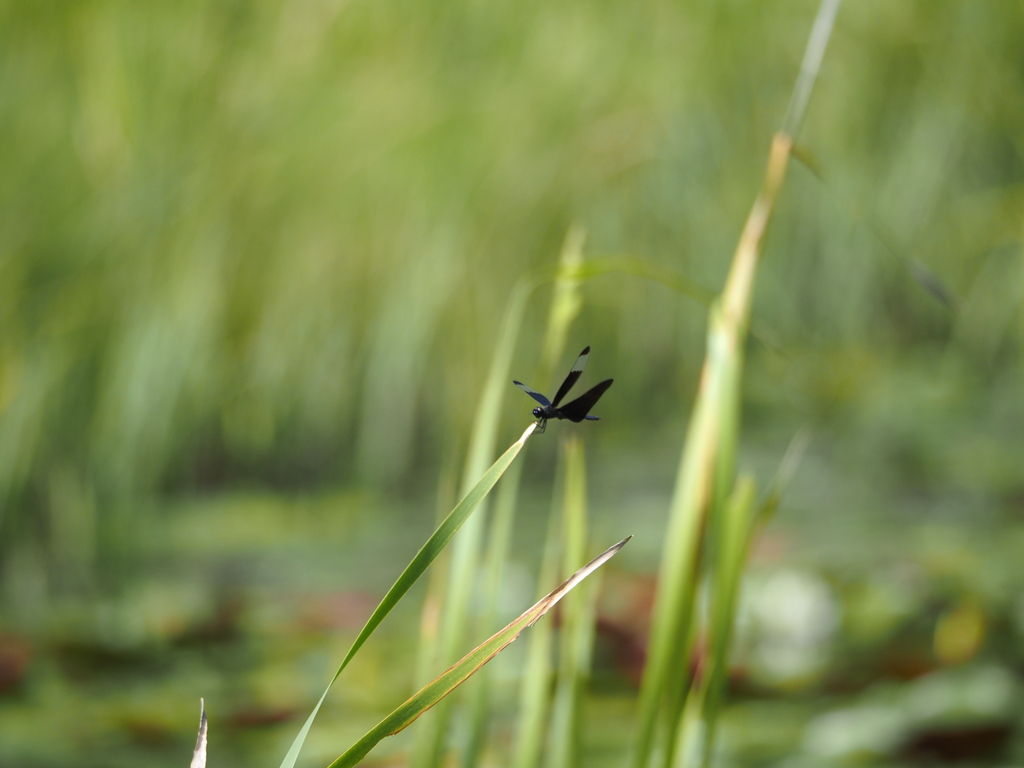 Butterfly Flutterer from 日本、〒779-5162 徳島県三好市池田町漆川 on August 10, 2023 at ...