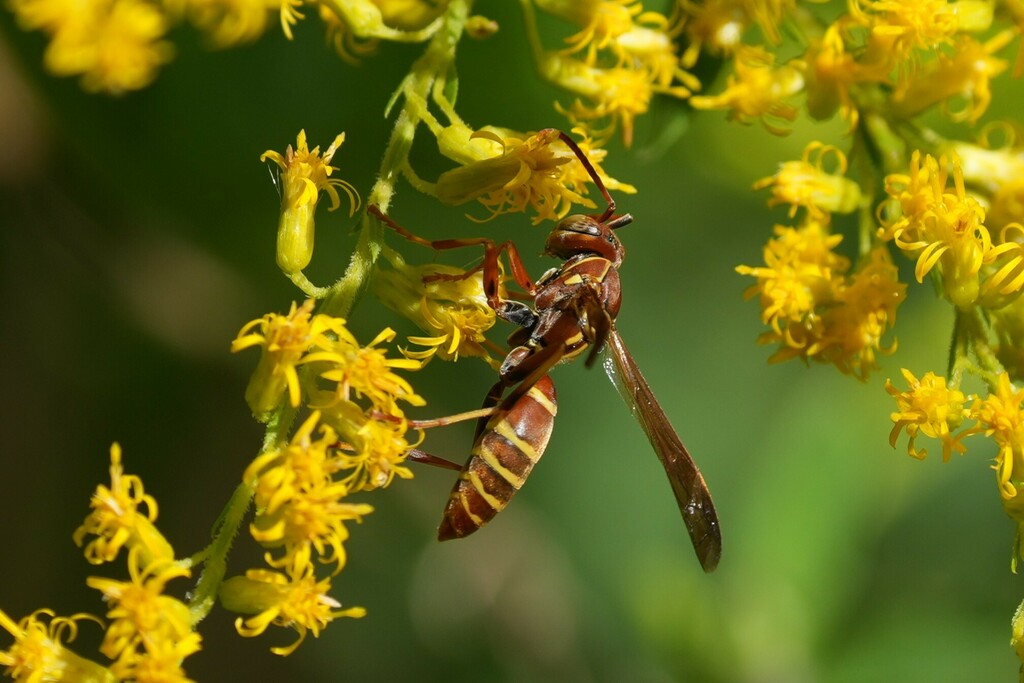Southern Paper Wasp from South Baton Rouge, Baton Rouge, LA, USA on ...