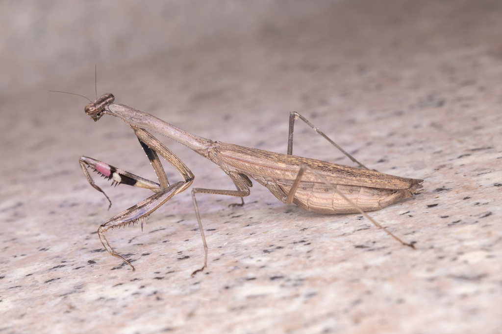 Asian Jumping Mantis from 中国北京市海淀区 on October 6, 2024 at 04:44 PM by ...