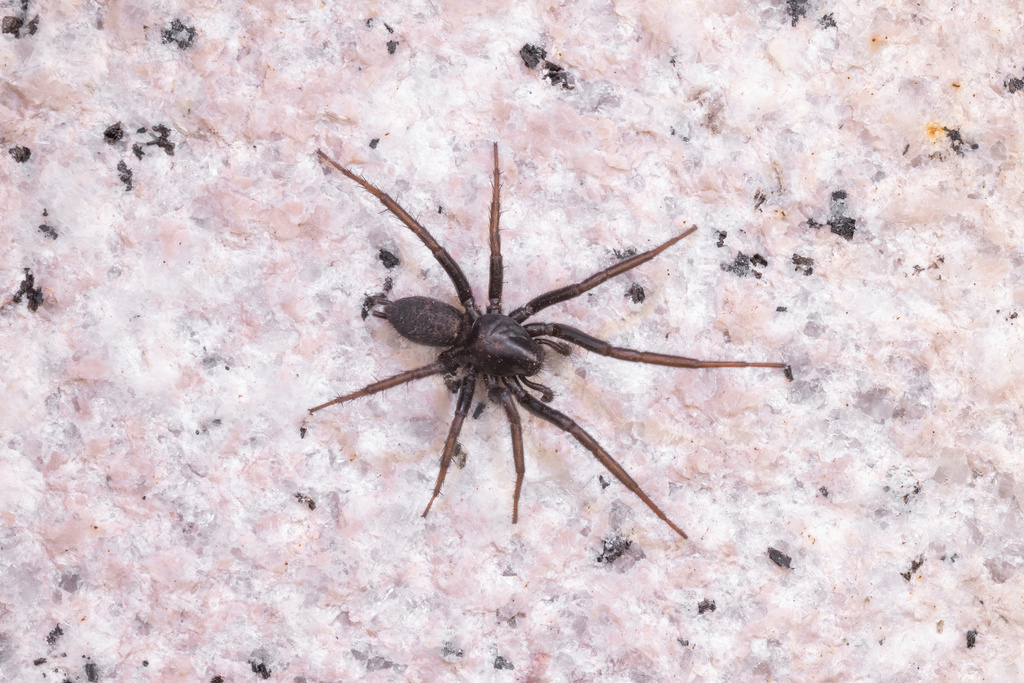 RTA Clade Spiders from 中国北京市海淀区 on October 06, 2024 at 06:29 PM by ...