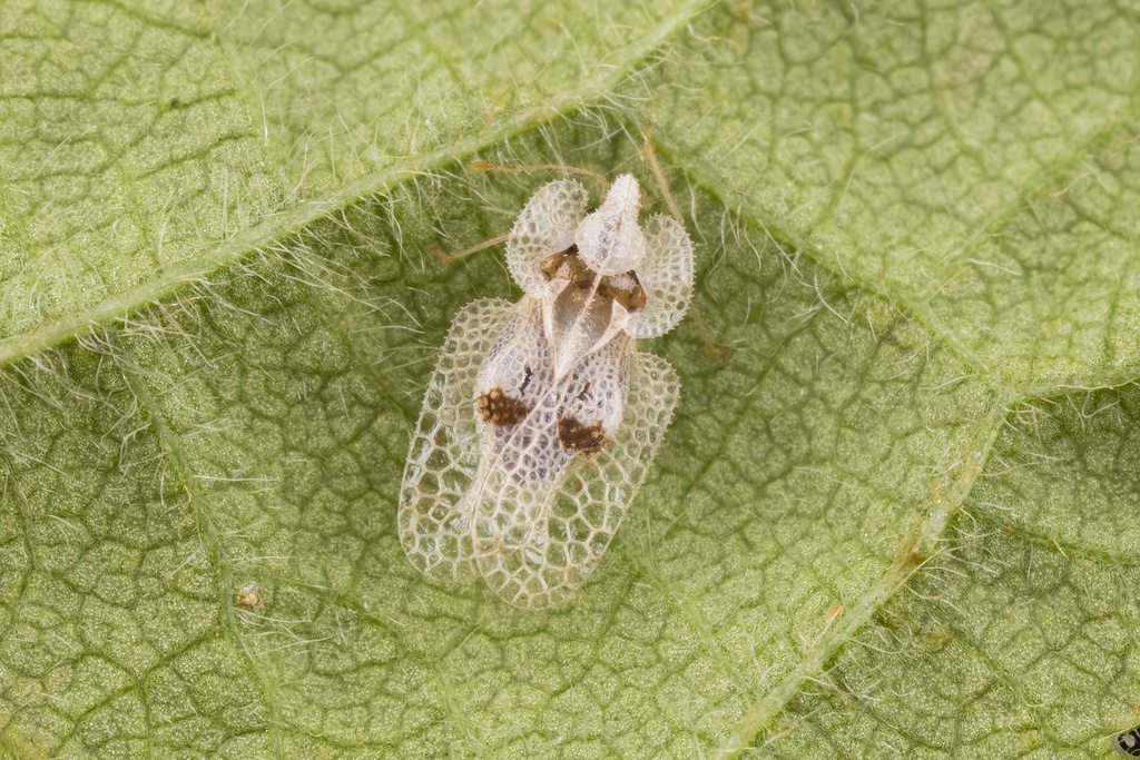 Eastern Sycamore Lace Bug from 中国北京市海淀区 on October 6, 2024 at 03:54 PM ...