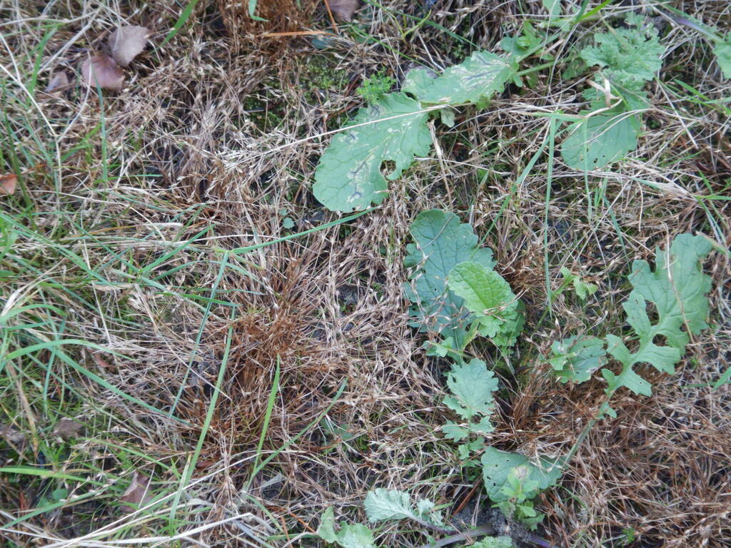 Toad rush from Formby, Liverpool, UK on October 5, 2024 at 01:02 PM by ...