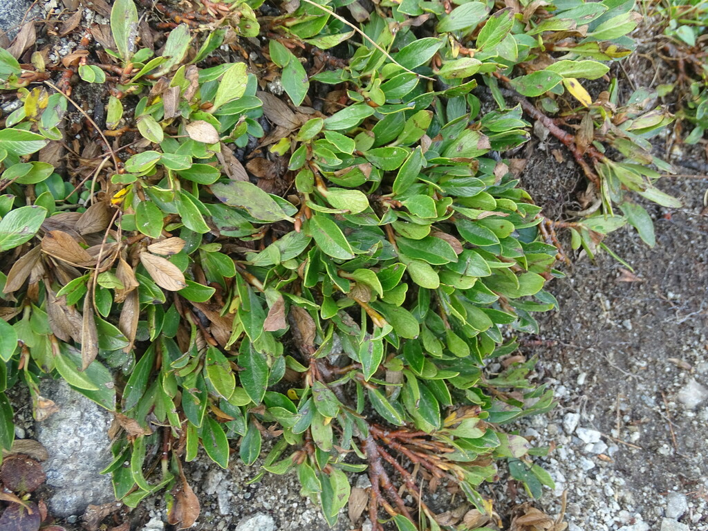 Retuse-leaved Willow from Powiat tatrzański, Polska on August 17, 2024 ...