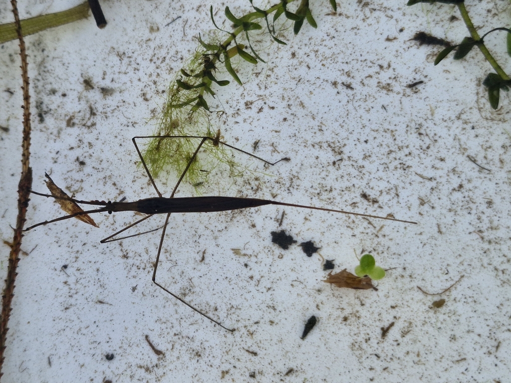 Eurasian Water Stick Insect from 7800 Skive, Danmark on October 6, 2024 ...