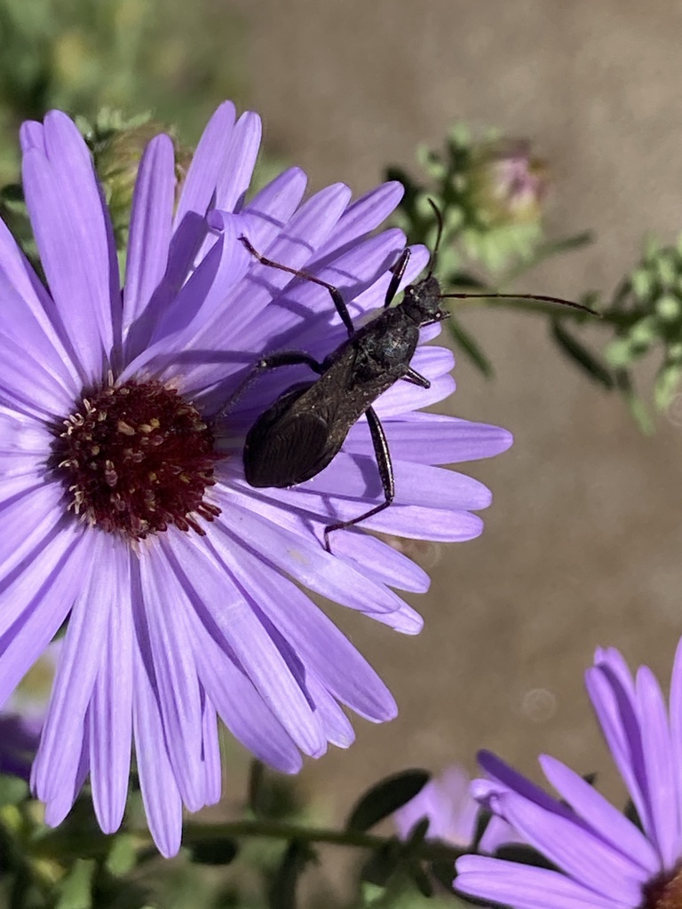 Insects from Phipps, Pittsburgh, PA, US on October 5, 2024 at 02:58 PM ...