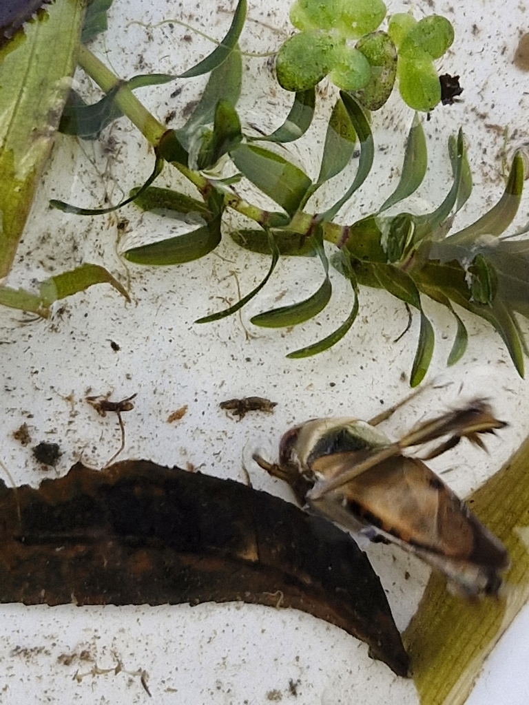 Eurasian Greater Water Boatman from 7800 Skive, Danmark on October 6 ...