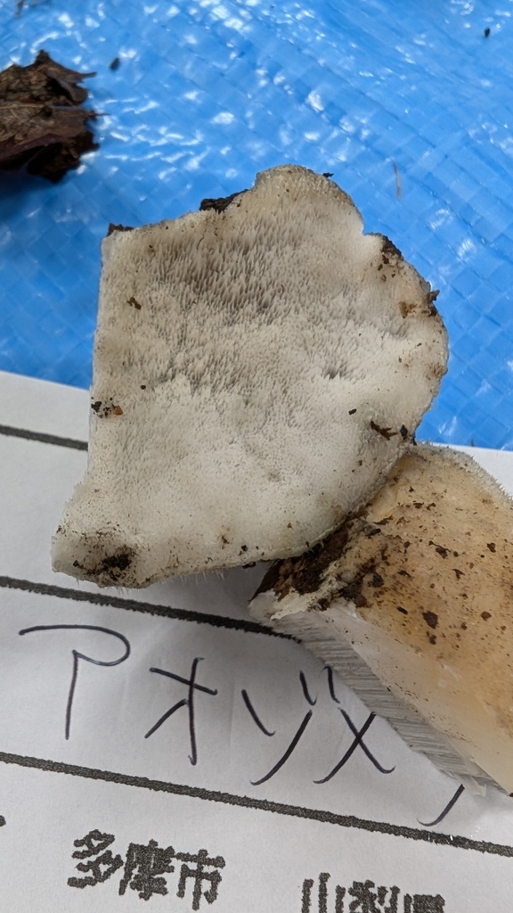 Blue Cheese Polypore from 日本、〒198-0175 東京都青梅市御岳山 御岳山 on October 6, 2024 ...