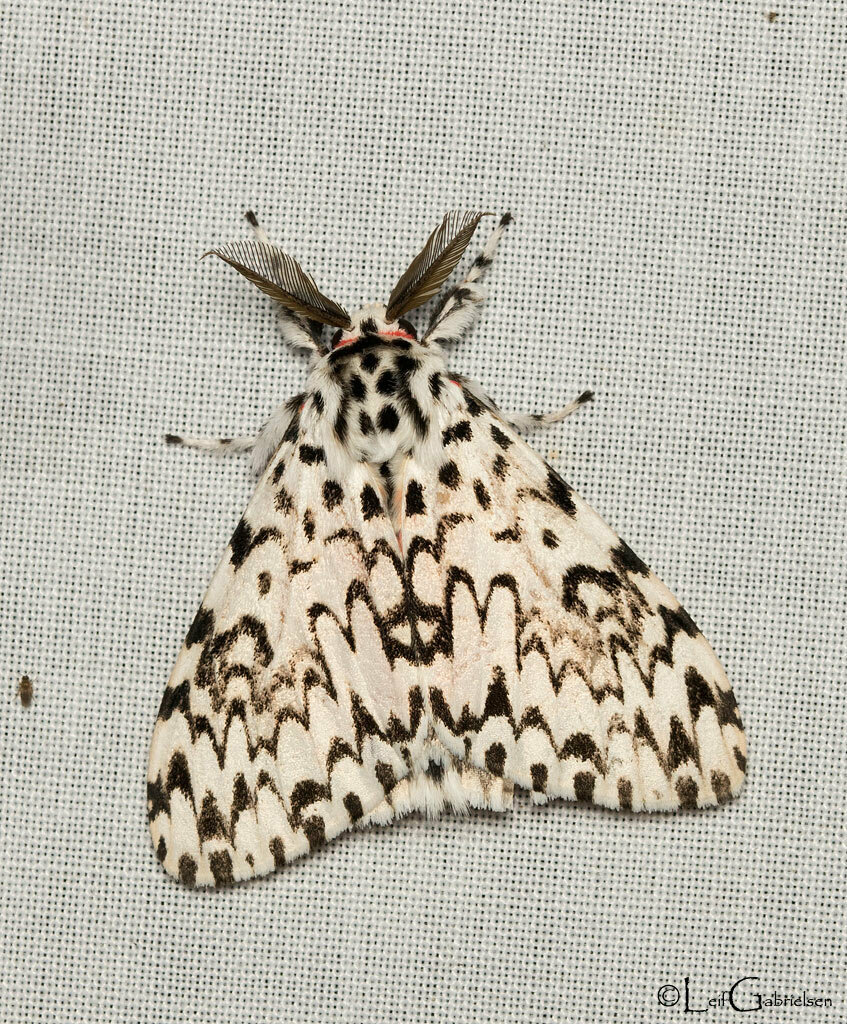 Lymantria subrosea singapura from Rotypicks Mt. Kitanglad Basecamp ...