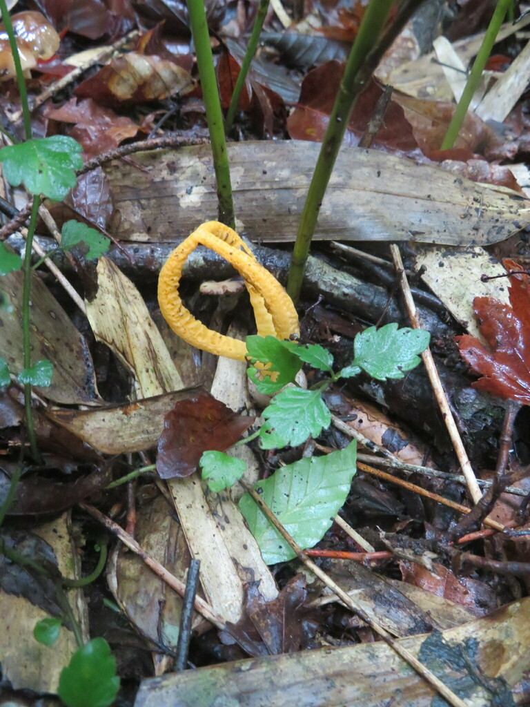 stinky squid from 日本、〒401-0320 山梨県南都留郡鳴沢村 on October 6, 2024 at 09:55 ...
