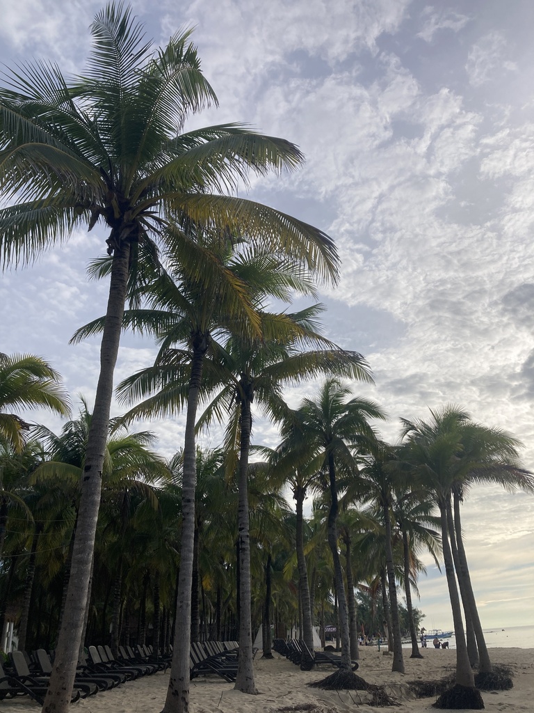coconut palm from 012, Playa del Carmen, Q. Roo., MX on October 6, 2024 ...
