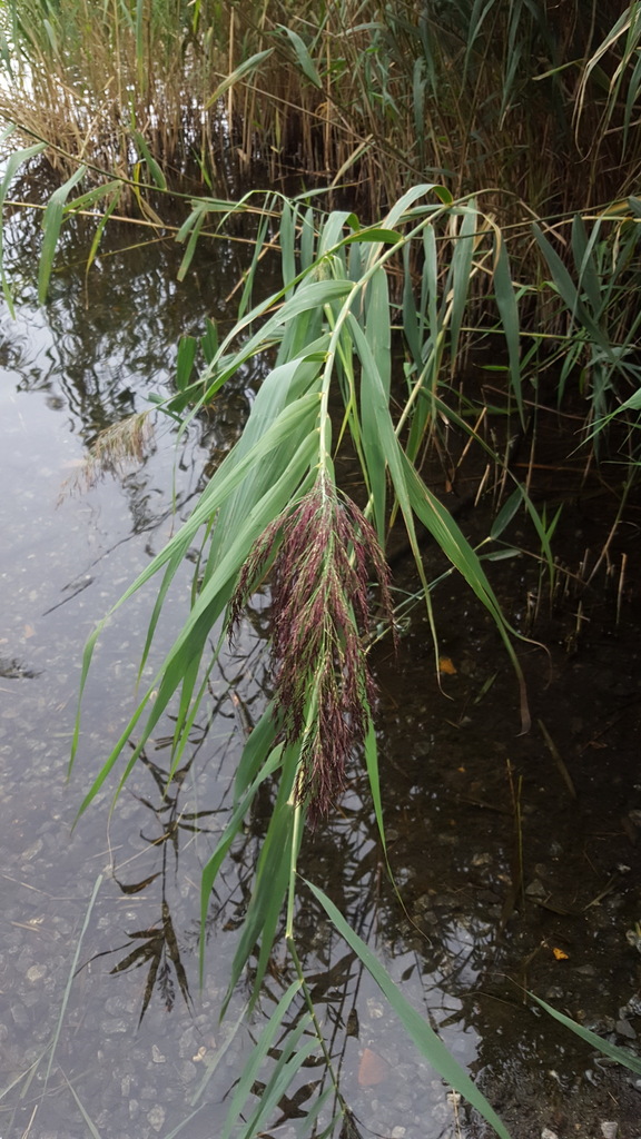 common reed from London, UK on 31 August, 2024 at 04:57 PM by eth ...