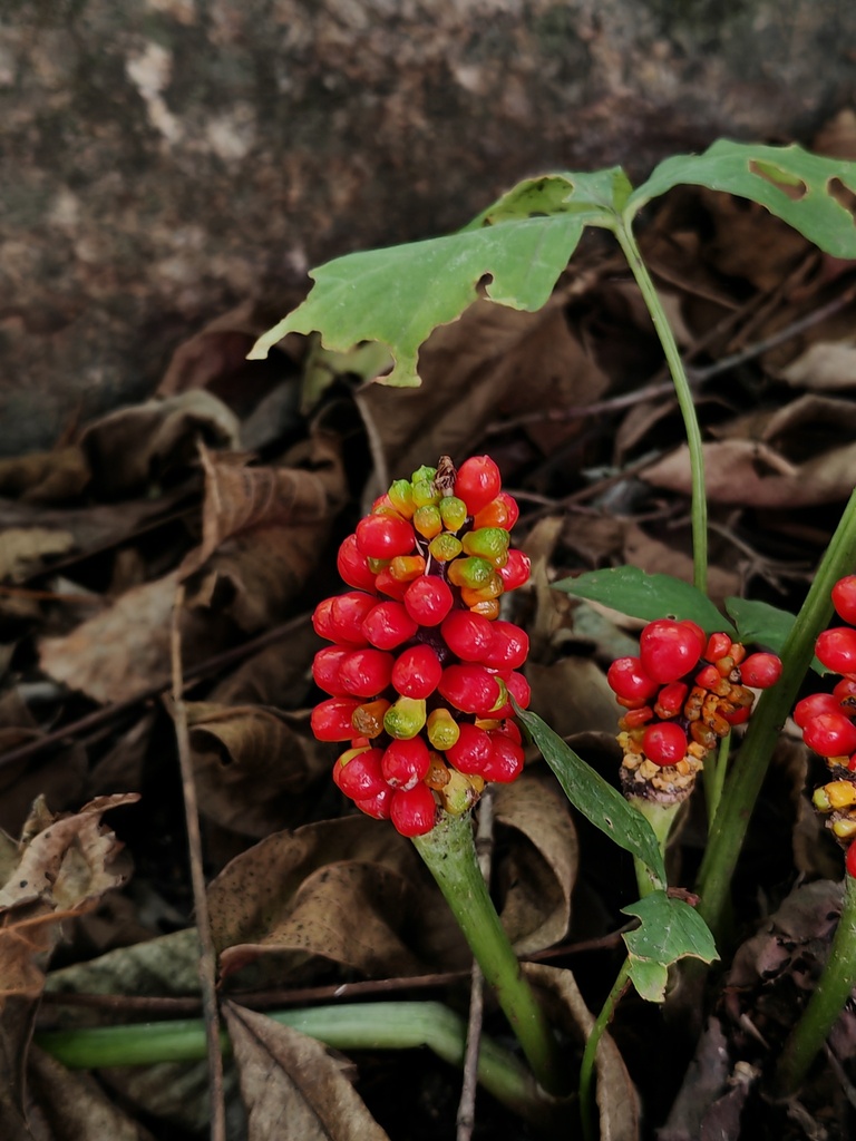 Amur Jack-in-the-pulpit from Huairou District, Beijing, China on ...