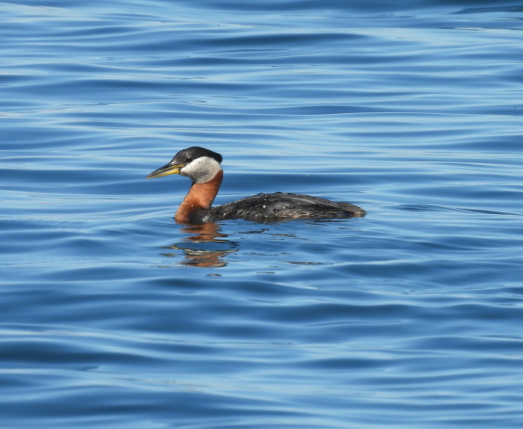 Red-necked Grebe from Kinbrook Island Provincial Park on June 13, 2024 ...