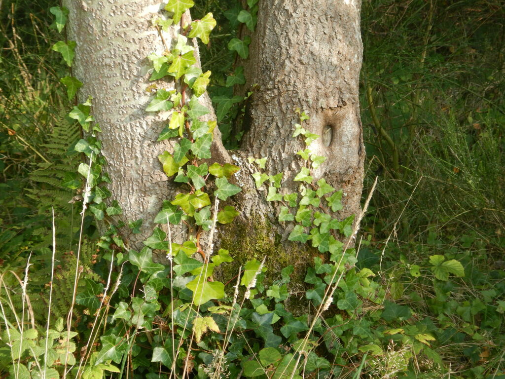 common ivy from Formby, Liverpool, UK on October 5, 2024 at 02:49 PM by ...