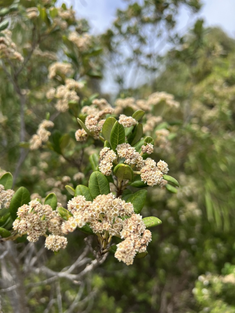 basket bush from Gardner Rd, Windy Harbour, WA, AU on October 6, 2024 ...