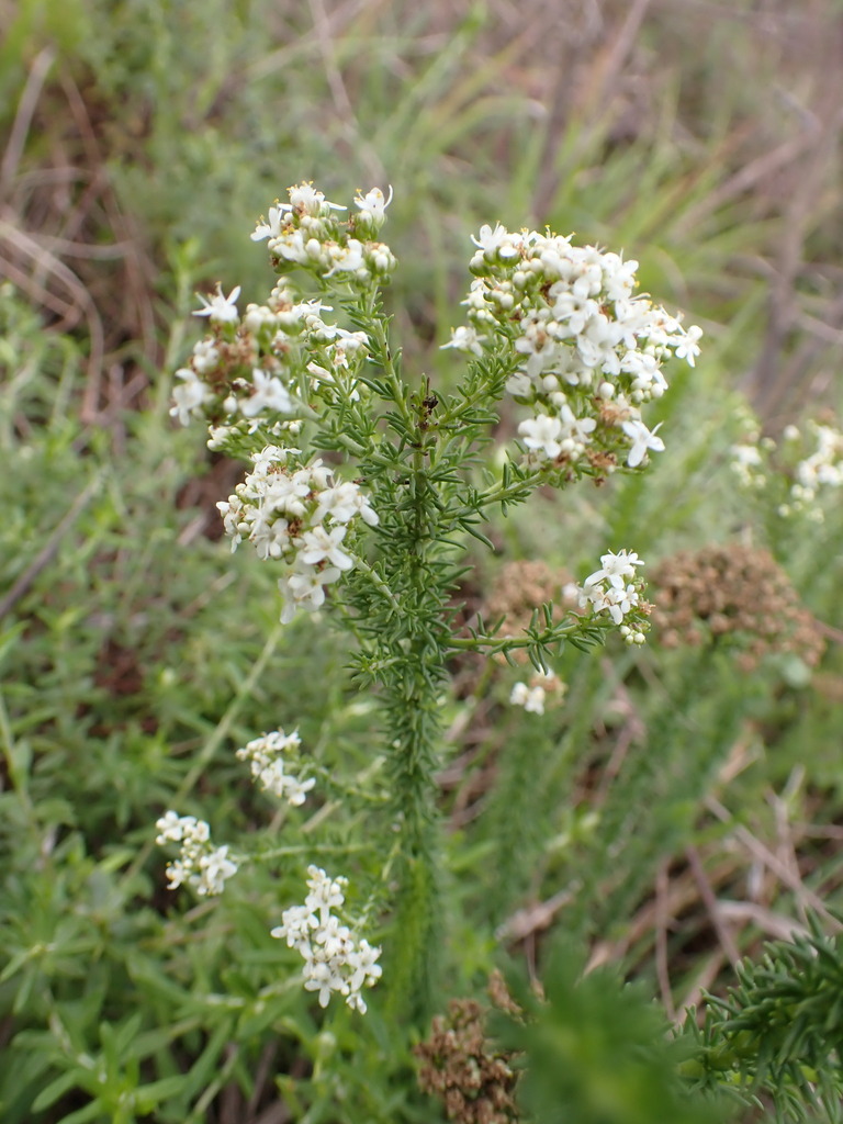 Ball Bitterbush from Garden Route District Municipality, South Africa ...