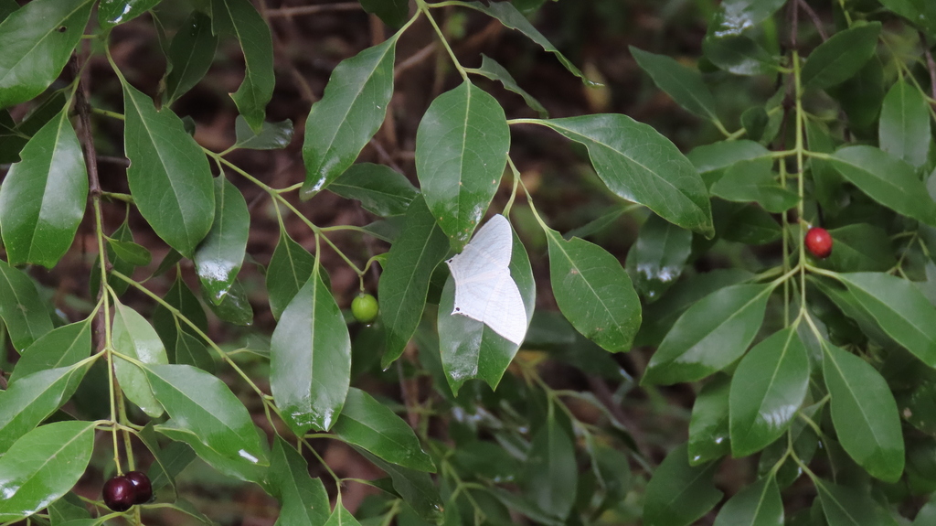 Grey Swallowtail Moth from Doresanipalya, Anthappa Layout, Phase 4, J ...