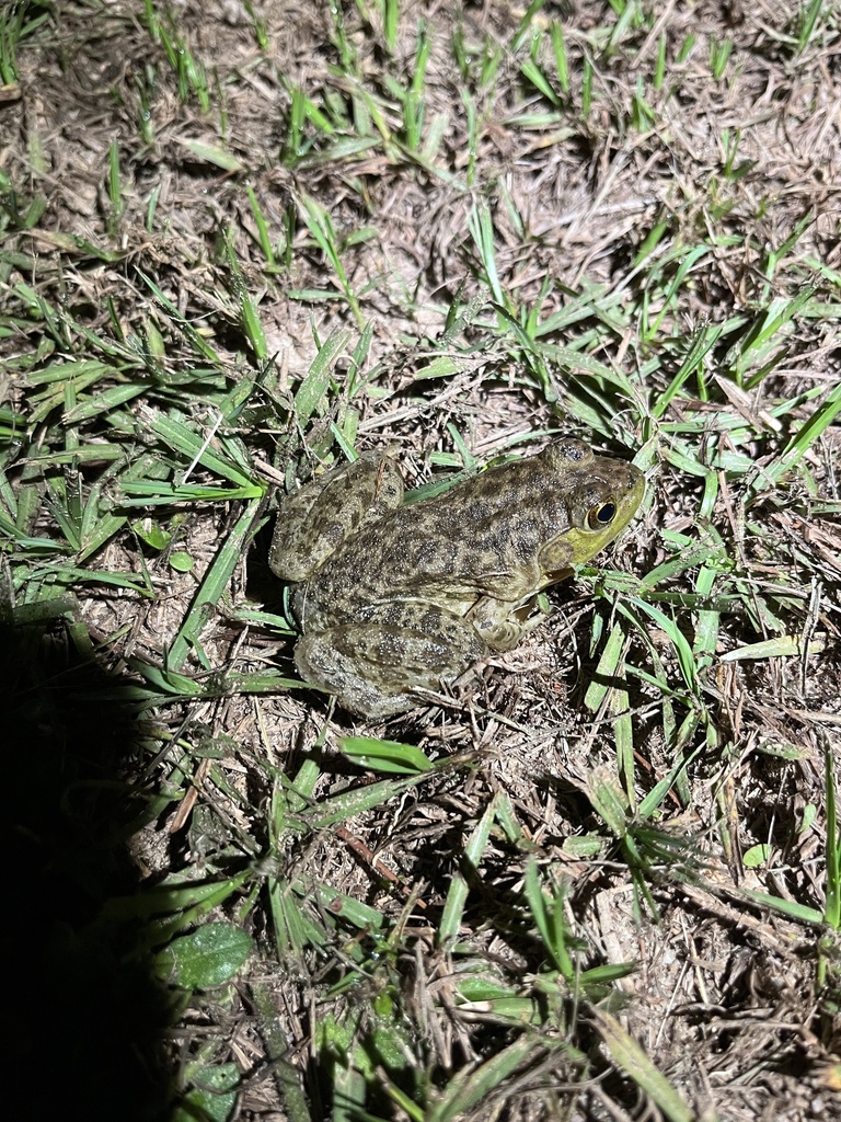 American Bullfrog from Midway, AL, US on October 6, 2024 at 01:06 AM by ...