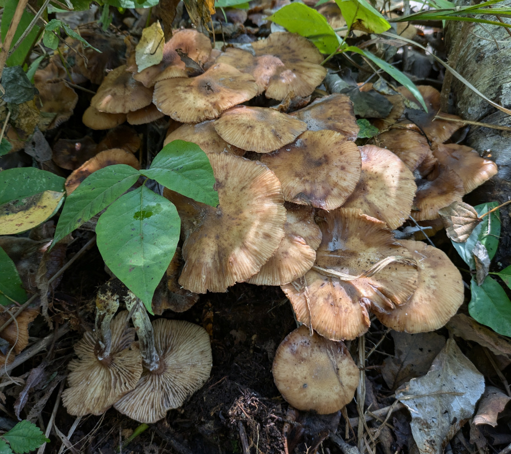 honey mushrooms in October 2024 by 白山 弘子 · iNaturalist