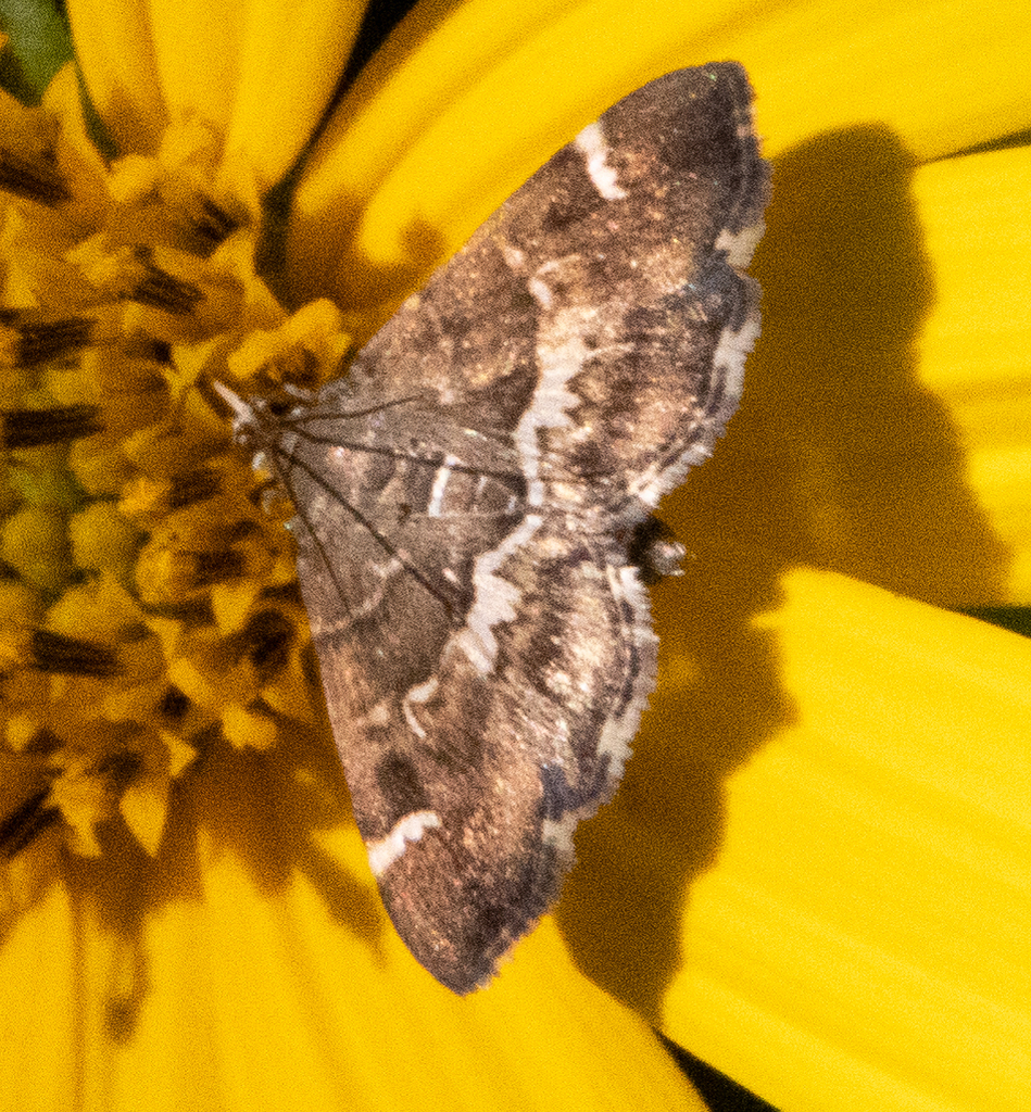 Spotted Beet Webworm Moth from Sneads Ferry, NC 28460, USA on September ...
